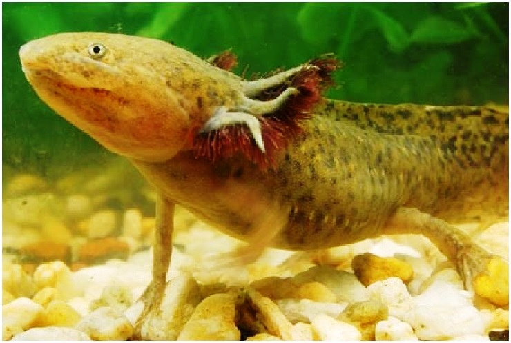 EL AXOLOTE MEXICANO UN SALAMÁNDRIDO QUE PODRÁ SALVARSE DE LA EXTINCIÓN ...