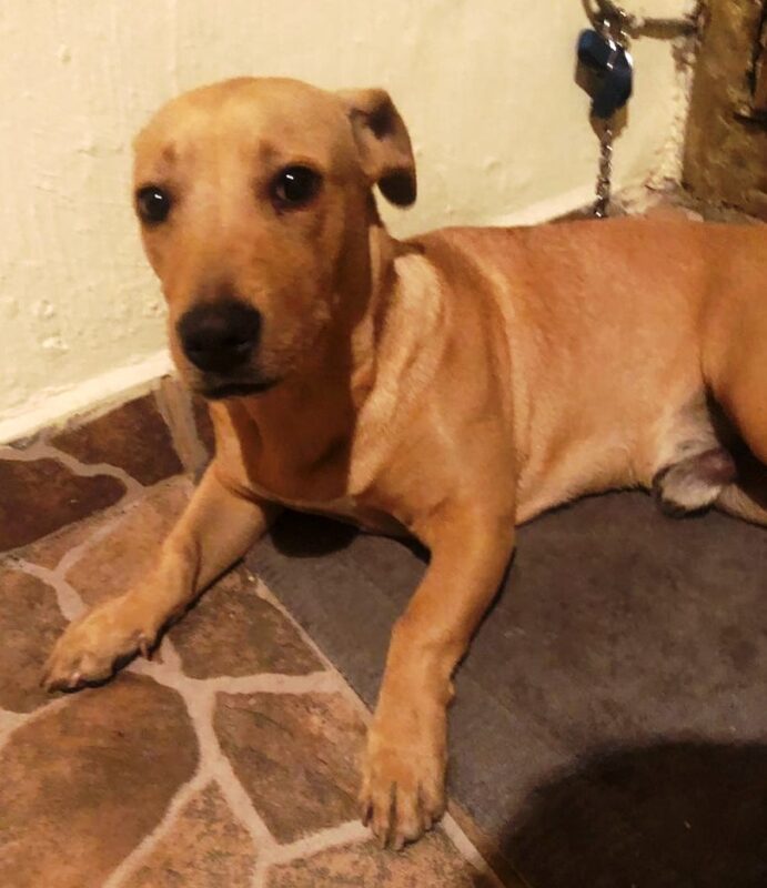 Sección Mascotas Todo En Noticia