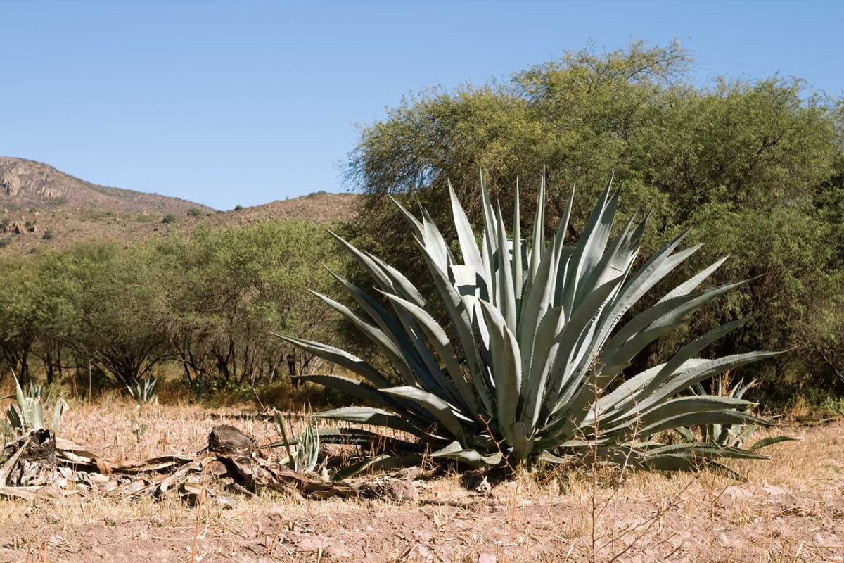 INVESTIGADORA DE LA UAG APLICA BIOTECNOLOGÍA A ESPECIE DE AGAVE EN PELIGRO DE EXTINCIÓN - Todo ...